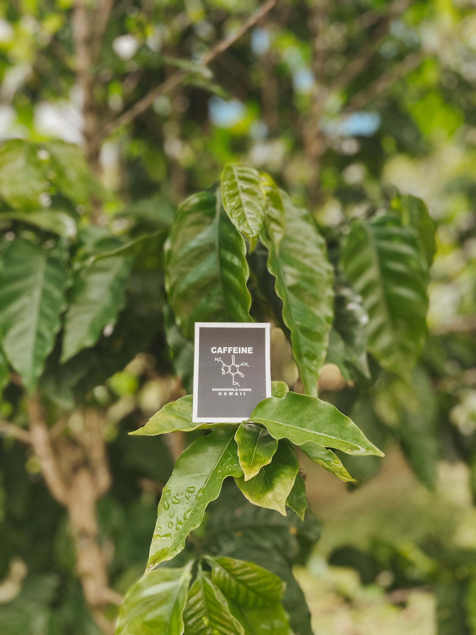 Caffeine Molecule Sticker – Green World Coffee Farm